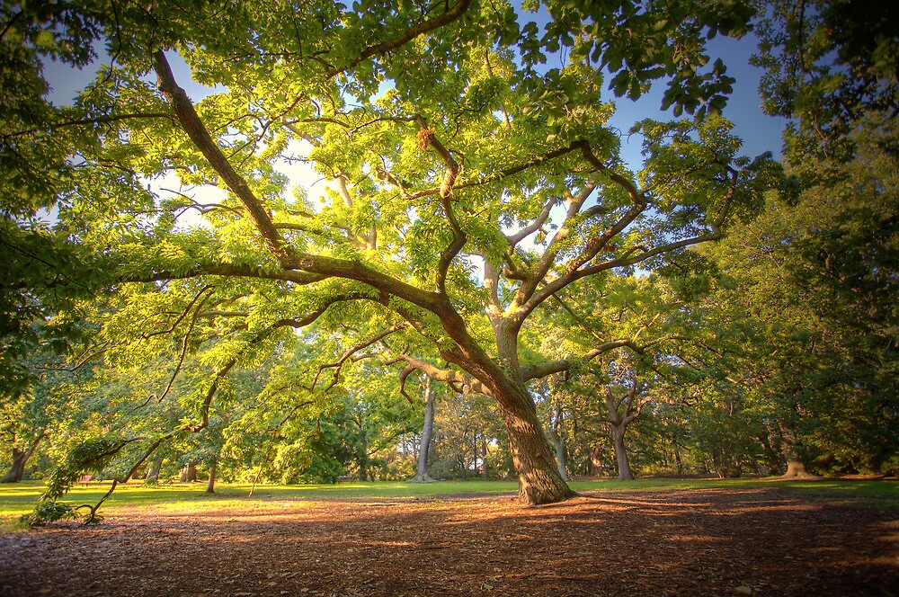 "Oak Lawn Royal Botanical Gardens Melbourne (warm)" by Philip Greenwood ...
