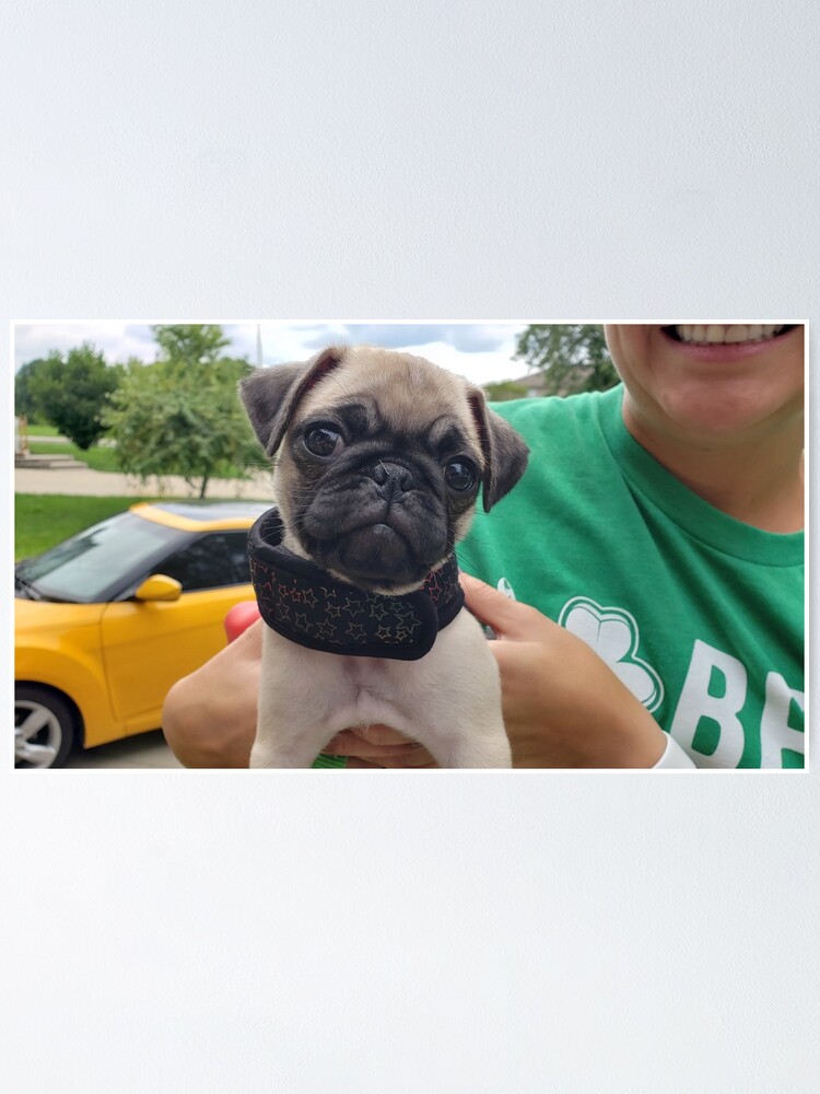 "Pug shot" Poster by mcv002 | Redbubble
