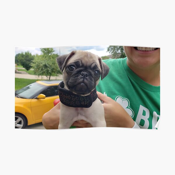 "Pug shot" Poster by mcv002 | Redbubble