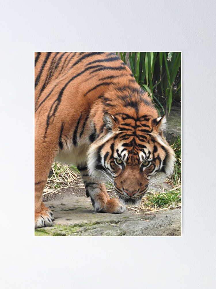 "Sumatran Tiger" Poster by kirstybush | Redbubble