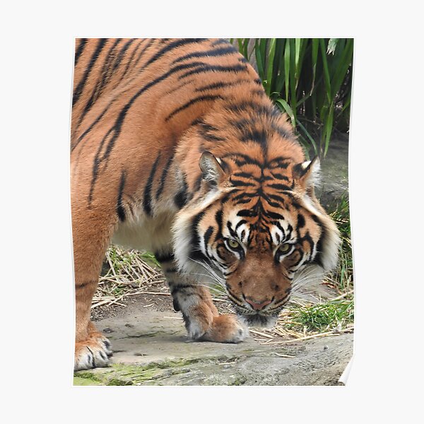 "Sumatran Tiger" Poster by kirstybush | Redbubble