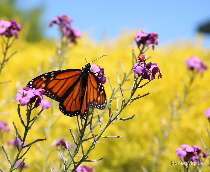 "Butterfly in the Field" by HoneyMyrtle | Redbubble