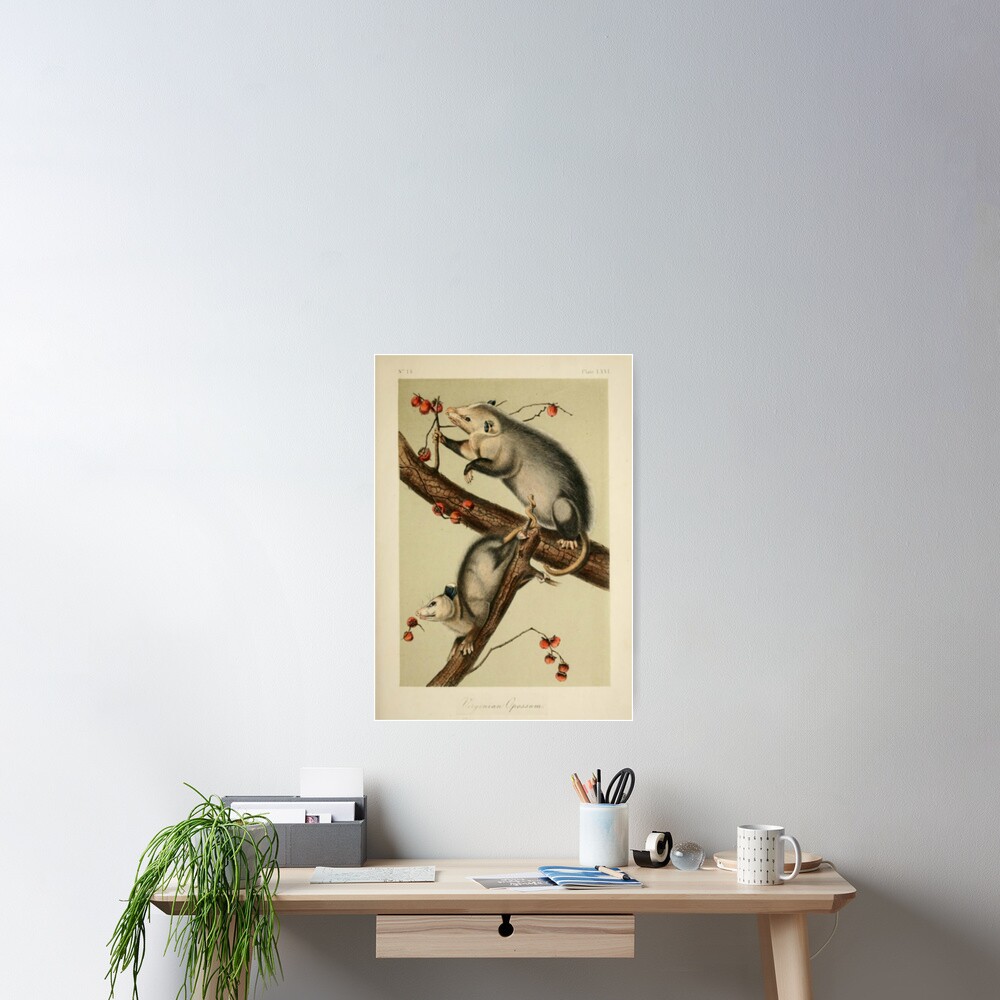 "Naturalist Opossum" Poster by bluespecsstudio | Redbubble
