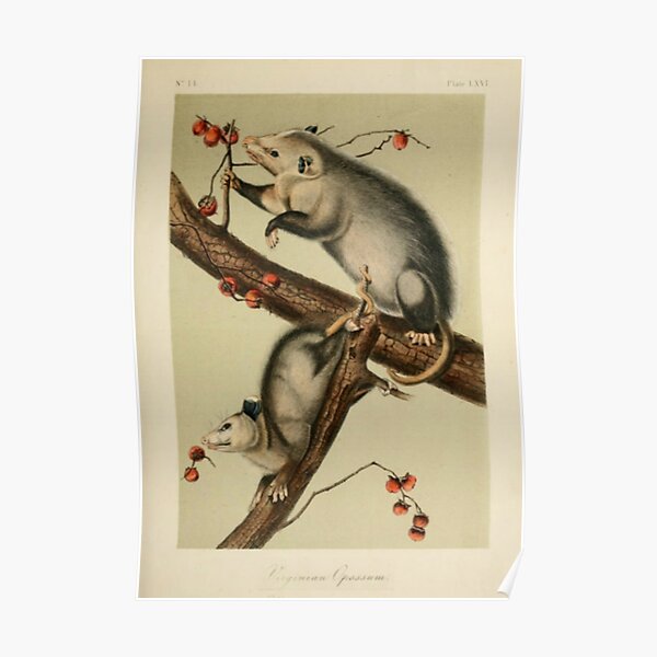 "Naturalist Opossum" Poster by bluespecsstudio | Redbubble