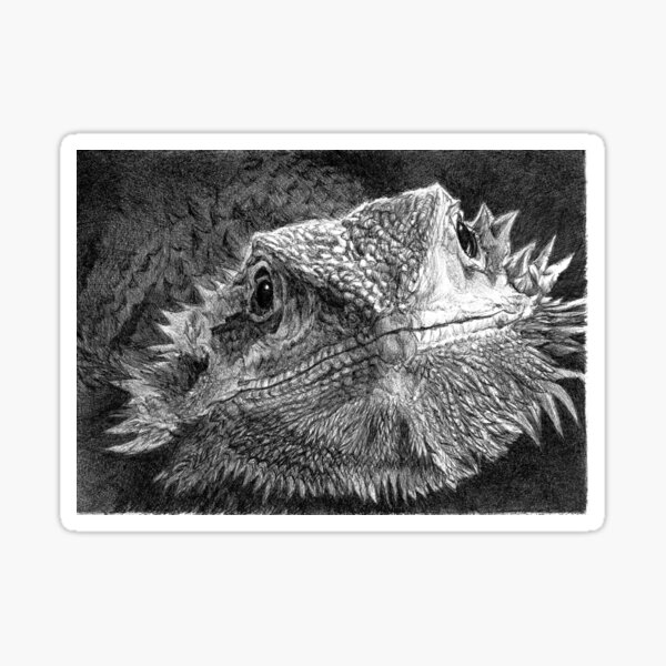 "TOOTHLESS// bearded dragon" Sticker for Sale by FaithfulFaces | Redbubble