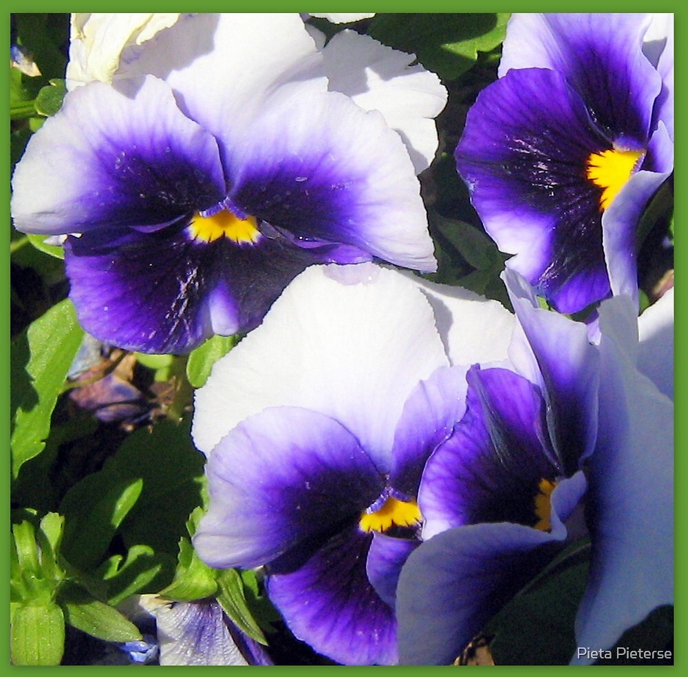 "Pansy ... Gesiggies" by Pieta Pieterse | Redbubble