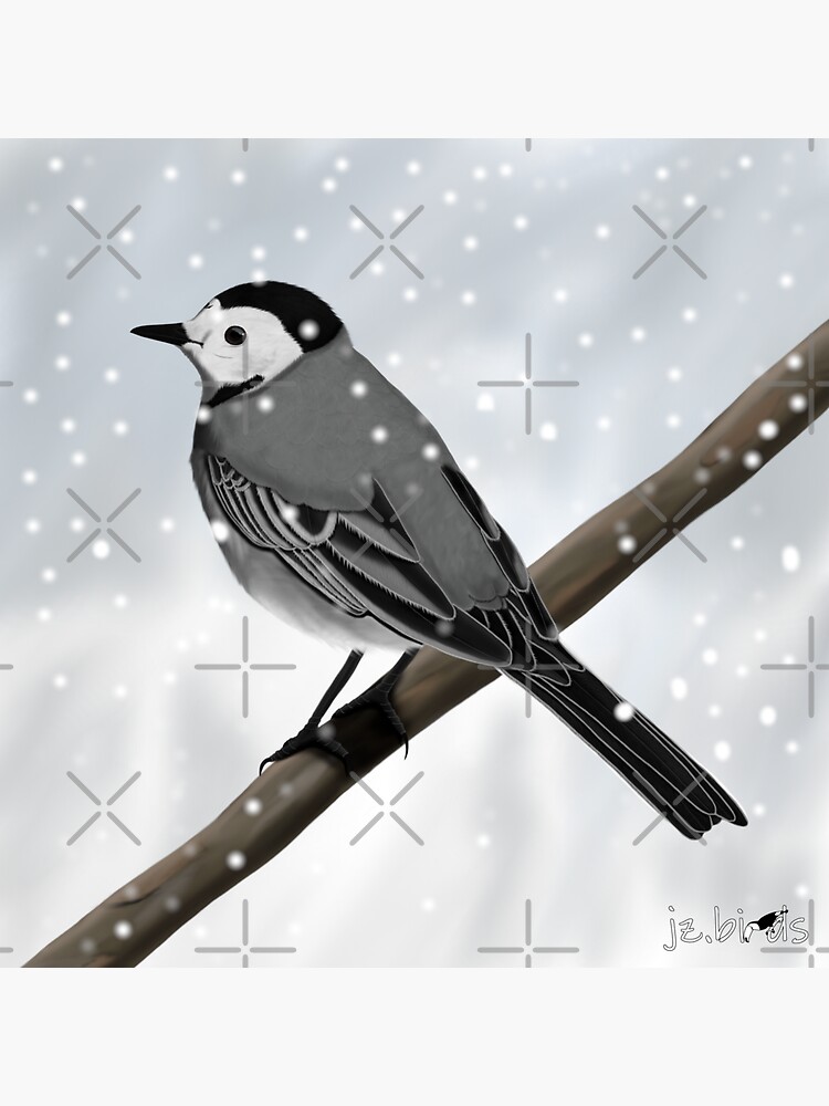 "White Wagtail Drawing Bird Art" Sticker for Sale by jz-birds | Redbubble
