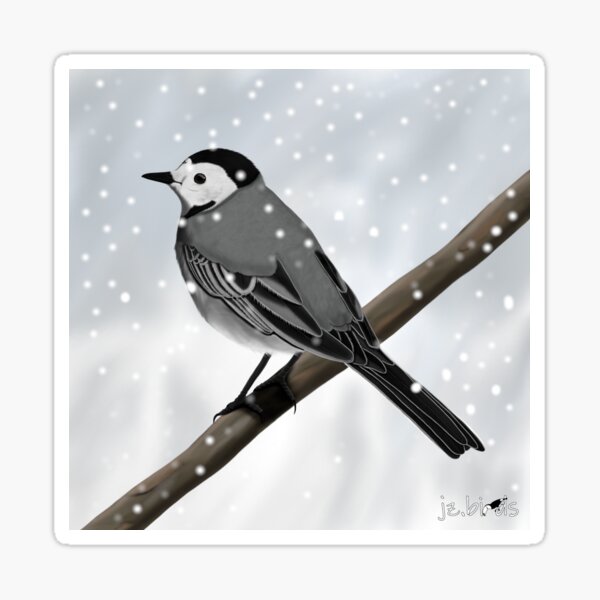 "White Wagtail Drawing Bird Art" Sticker for Sale by jz-birds | Redbubble