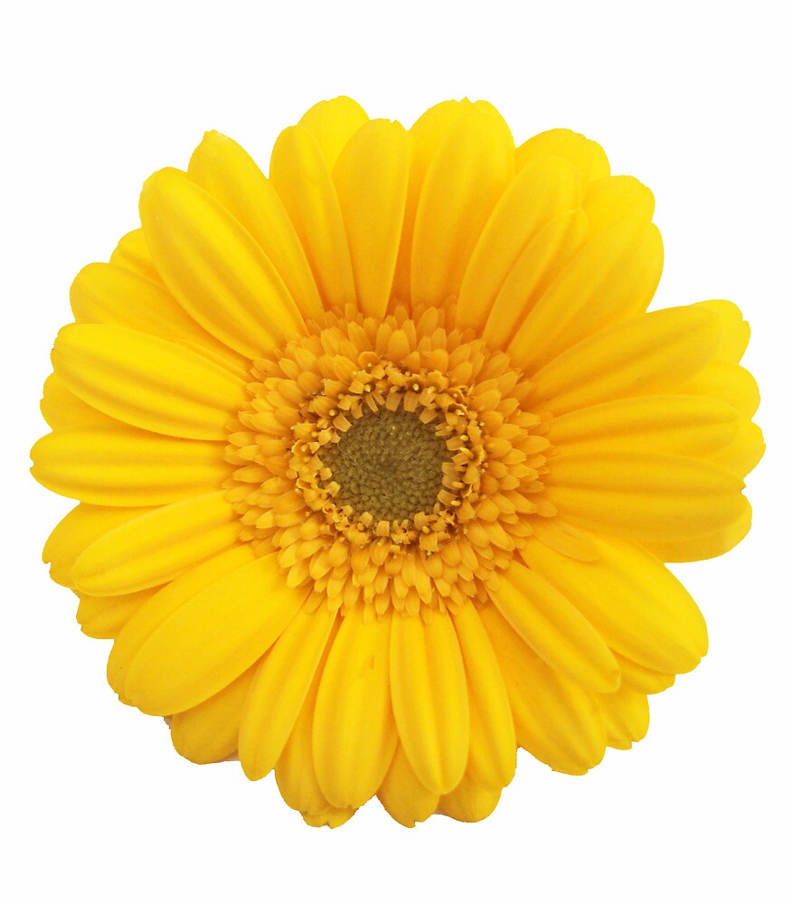 "Gerbera Daisy - yellow" by Charlotte Stevens | Redbubble