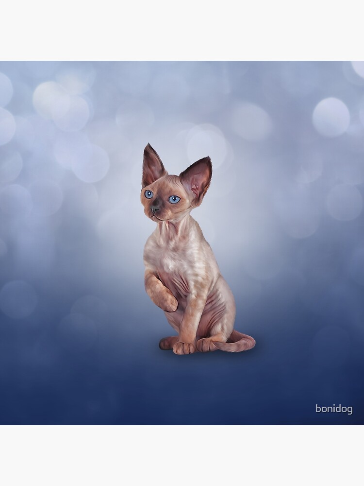 "Drawing cat Cornish Rex" Poster for Sale by bonidog | Redbubble