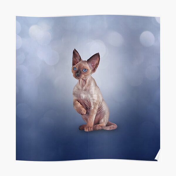 "Drawing cat Cornish Rex" Poster for Sale by bonidog | Redbubble