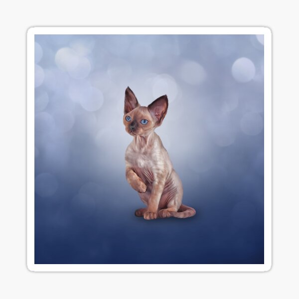 "Drawing cat Cornish Rex" Sticker by bonidog | Redbubble