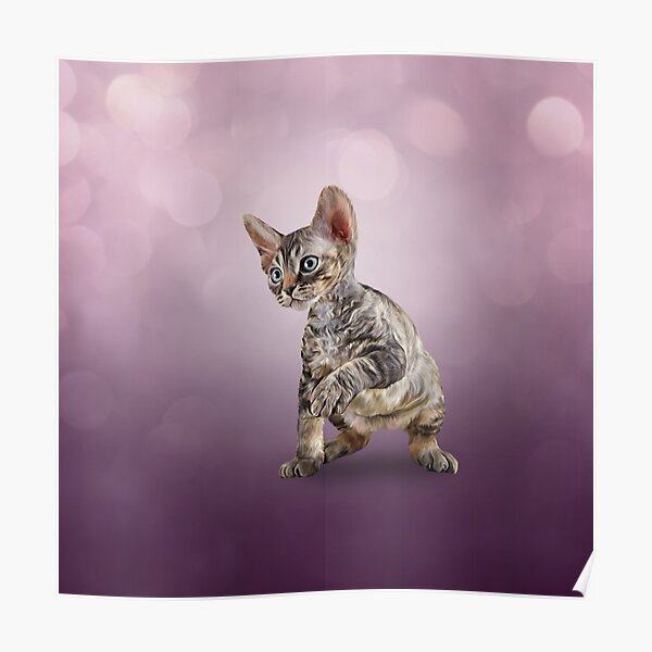 "Drawing cat Cornish Rex" Poster for Sale by bonidog | Redbubble