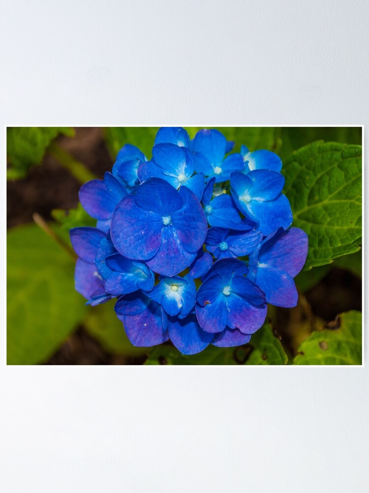 "Hydrangea" Poster by kenseyl | Redbubble