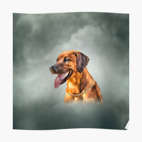 "Drawing Rhodesian Ridgeback" Poster for Sale by bonidog | Redbubble