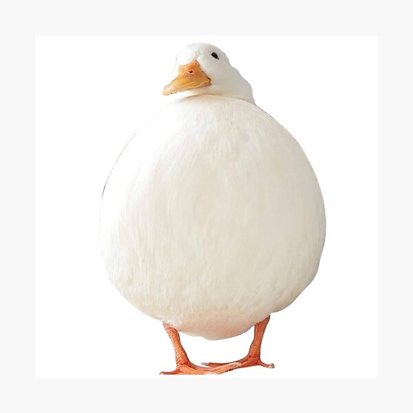 "BIRB - white chonky duck" Photographic Print for Sale by katief44 ...