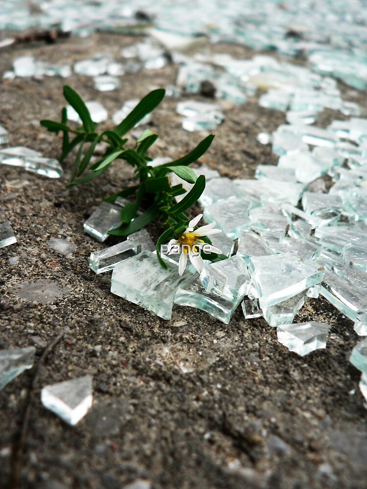 Broken Glass Broken Flower By Pange Redbubble