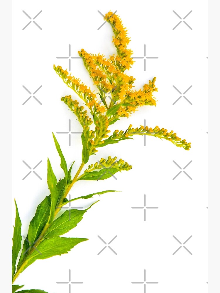 "Goldenrod Flower" Art Print by rollosphotos | Redbubble