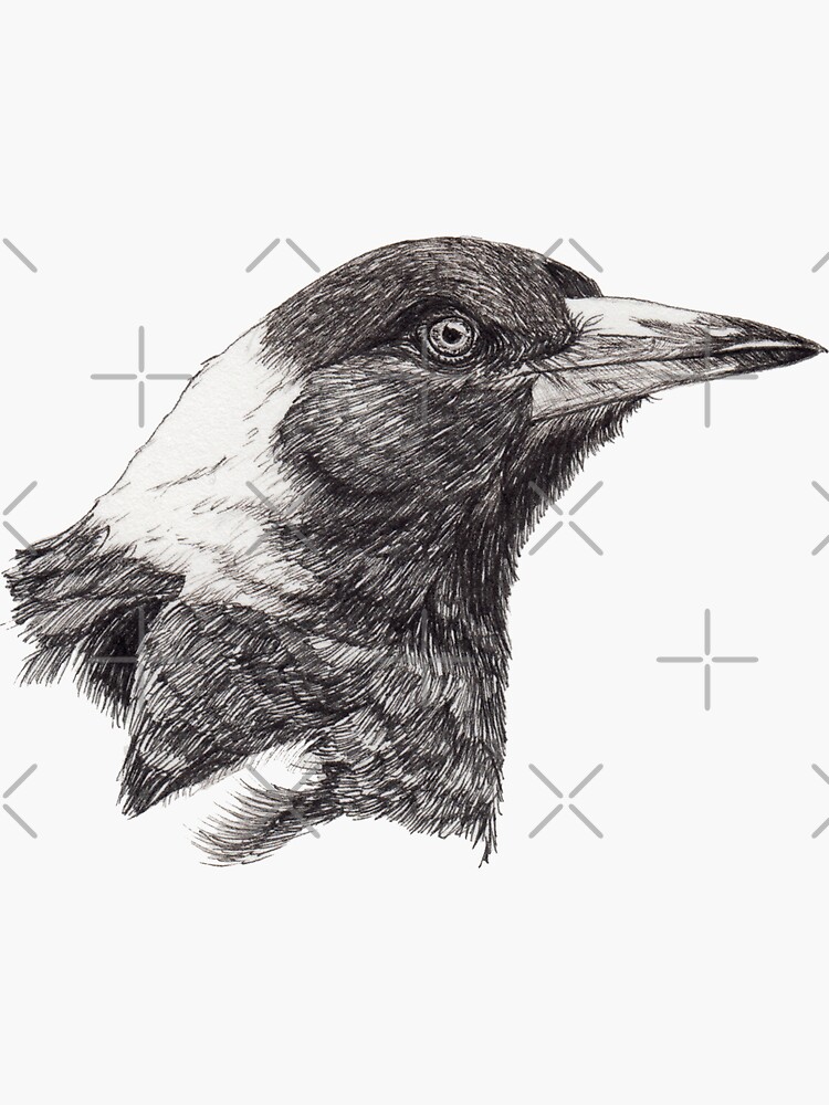 "Ink drawing of Australian Magpie Inktober 2019" Sticker for Sale by ...