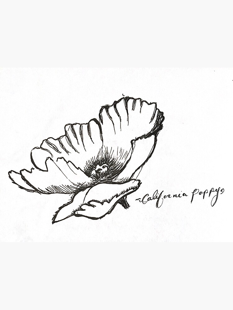 "Botanical illustration, California Poppy pen and ink art " Sticker for ...