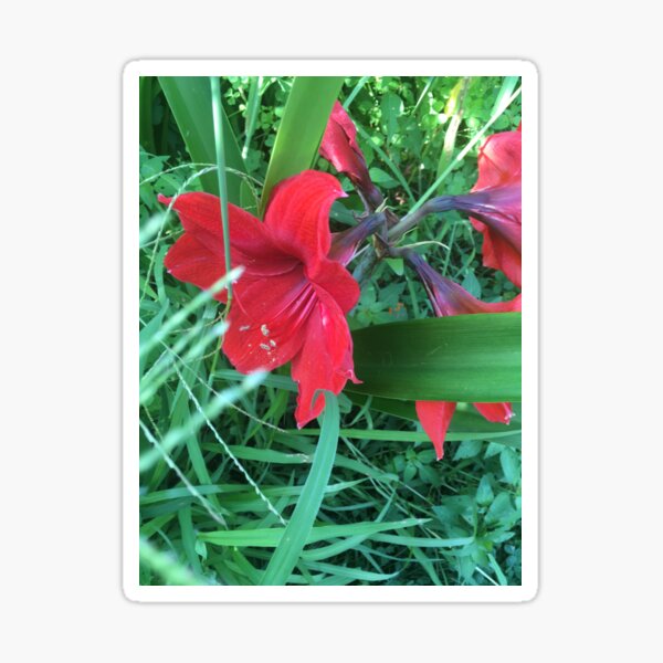 "Amaryllis Surprise " Sticker by Amanda1775 | Redbubble