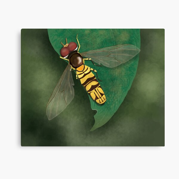 "Hoverfly" Canvas Print for Sale by SecondNatureMB | Redbubble