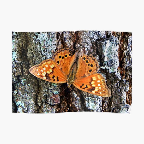 "Monarch Butterfly " Poster for Sale by venny | Redbubble