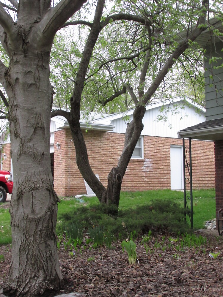 "Two Handed Tree" Sticker by MissLADYbugsy | Redbubble