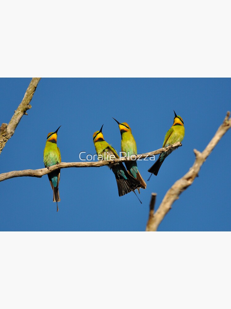 "Rainbow Bee Eaters all in a row" Sticker for Sale by cozmist | Redbubble