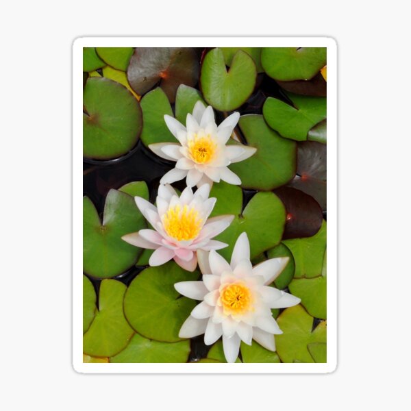 "Water Lily" Sticker for Sale by Brit2par | Redbubble