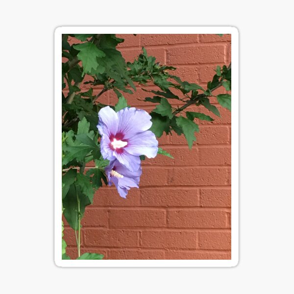 "Rose of Sharon" Sticker for Sale by Allvar | Redbubble