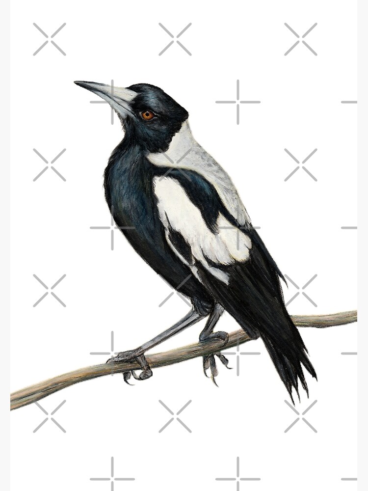"Magpie art, Australian Magpie bird, bird art, drawing, Australiana ...