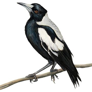 "Magpie art 2 no signature white background version, Australian Magpie ...