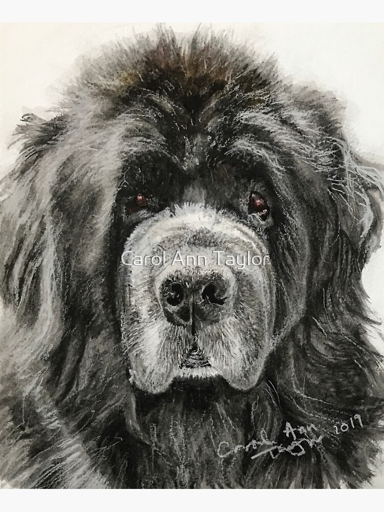"Newfie" Sticker for Sale by Cazbaht | Redbubble