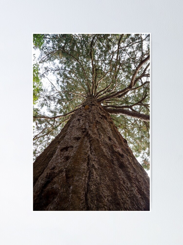 "Giant Redwood Tree" Poster by SMartin | Redbubble