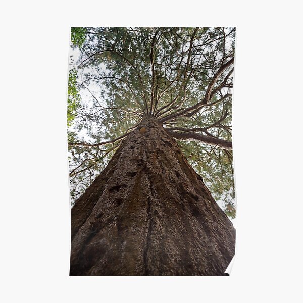 "Giant Redwood Tree" Poster by SMartin | Redbubble