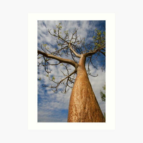 Boab Tree Wall Art | Redbubble