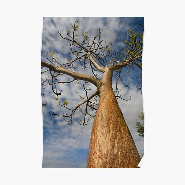 Boab Tree Wall Art | Redbubble