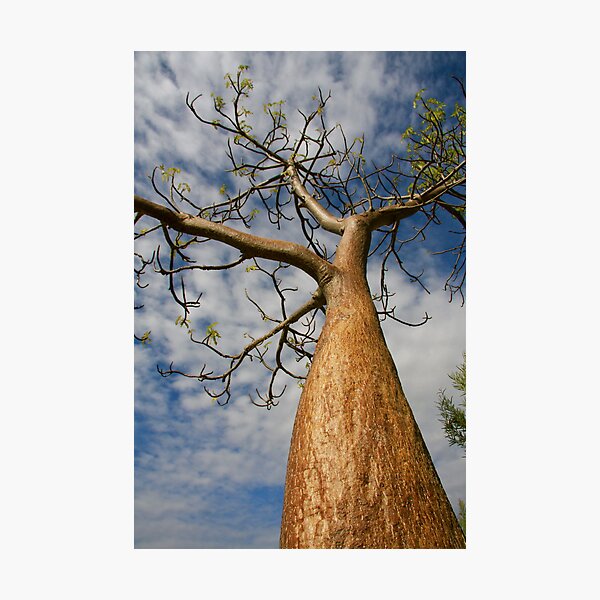 Boab Tree Photographic Prints | Redbubble