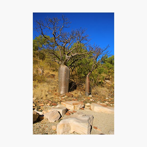 Boab Tree Photographic Prints | Redbubble