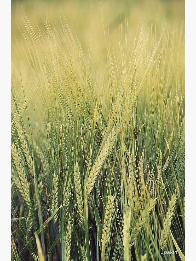 "Barley" Poster by Joakim | Redbubble