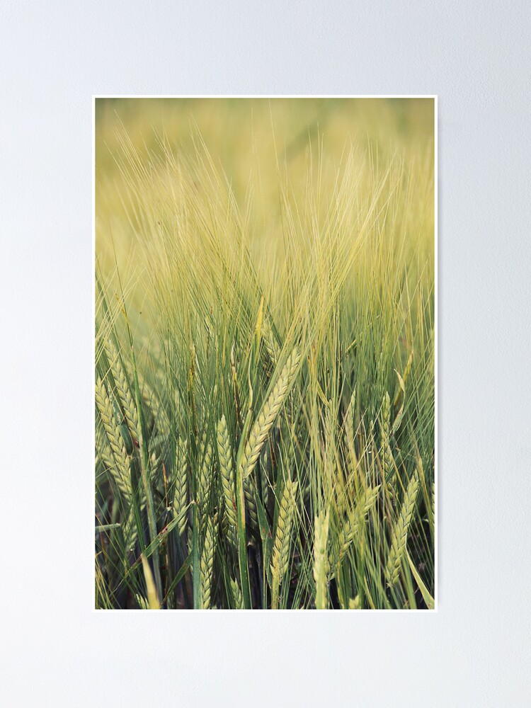 "Barley" Poster by Joakim | Redbubble