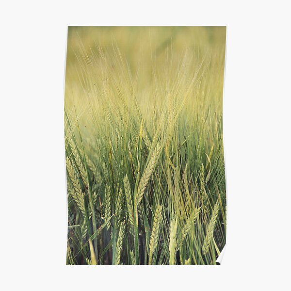 "Barley" Poster by Joakim | Redbubble