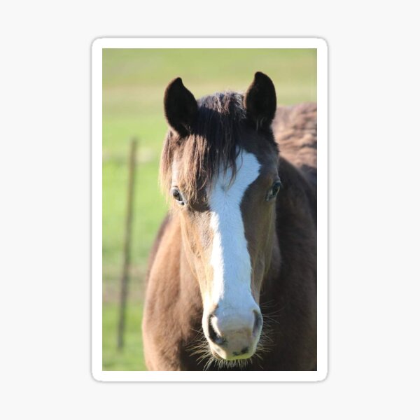 Yearling Merch & Gifts for Sale | Redbubble