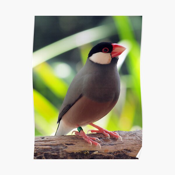 "Java Finch (Padda oryzivora) @ NATIONAL ZOO & AQUARIUM" Poster by ...