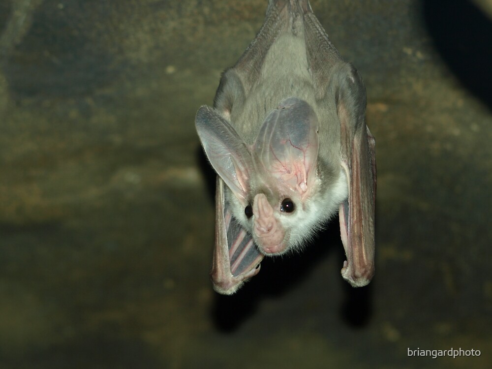 "Ghost Bat (Macroderma gigas)" by briangardphoto | Redbubble