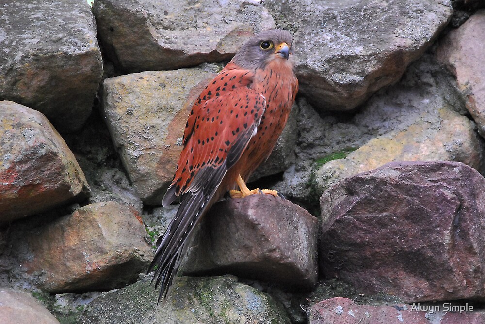 "South African Rock Kestrel taken Capetown." by Alwyn Simple | Redbubble