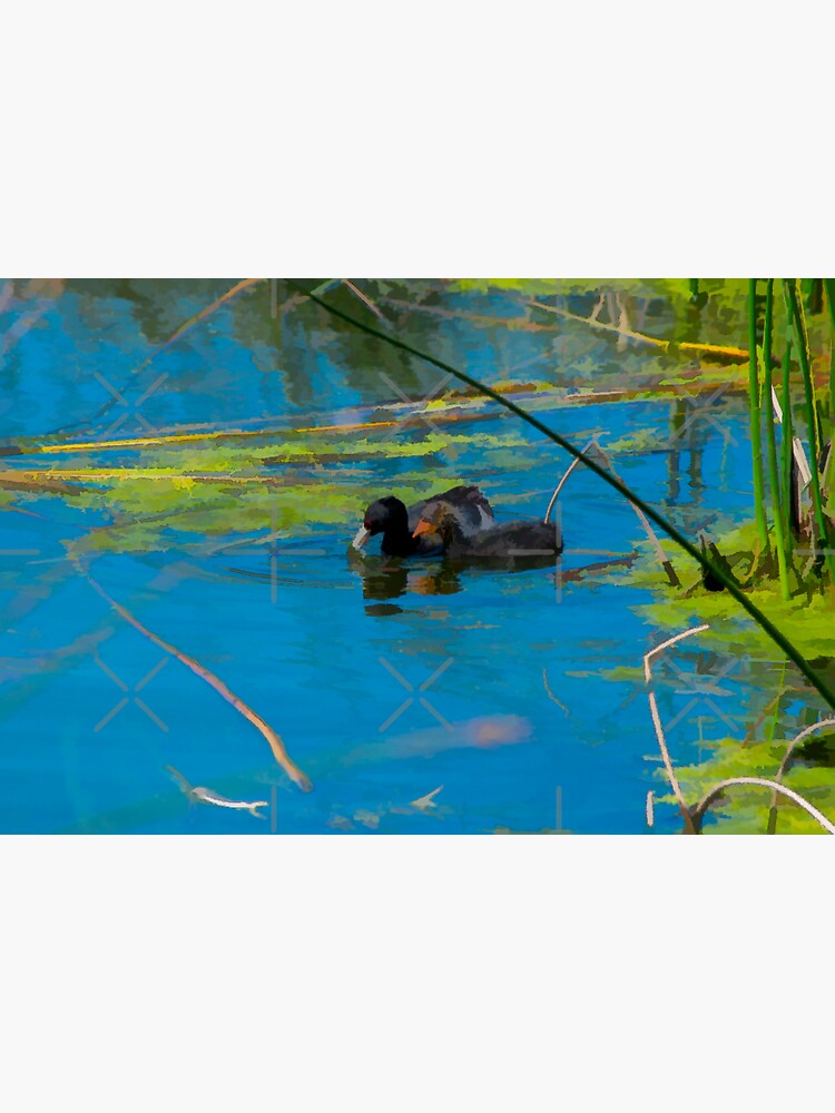 "American Coot with young illustration" Sticker by CanadianWild418 ...