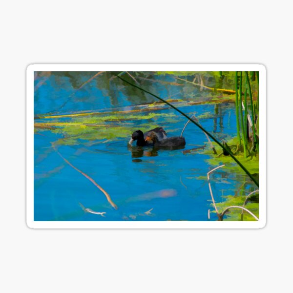 "American Coot with young illustration" Sticker by CanadianWild418 ...
