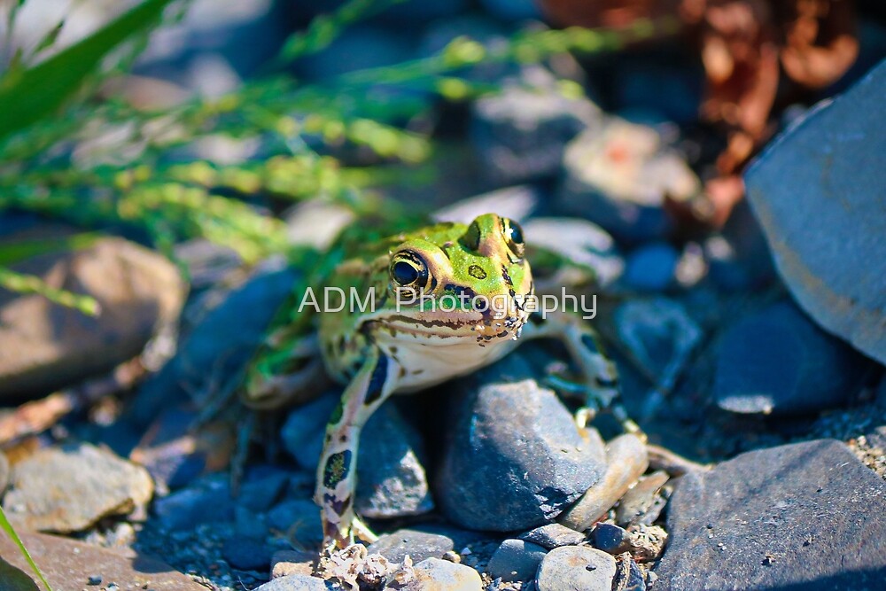 "Leopard Frog Pose" by ADM Photography | Redbubble